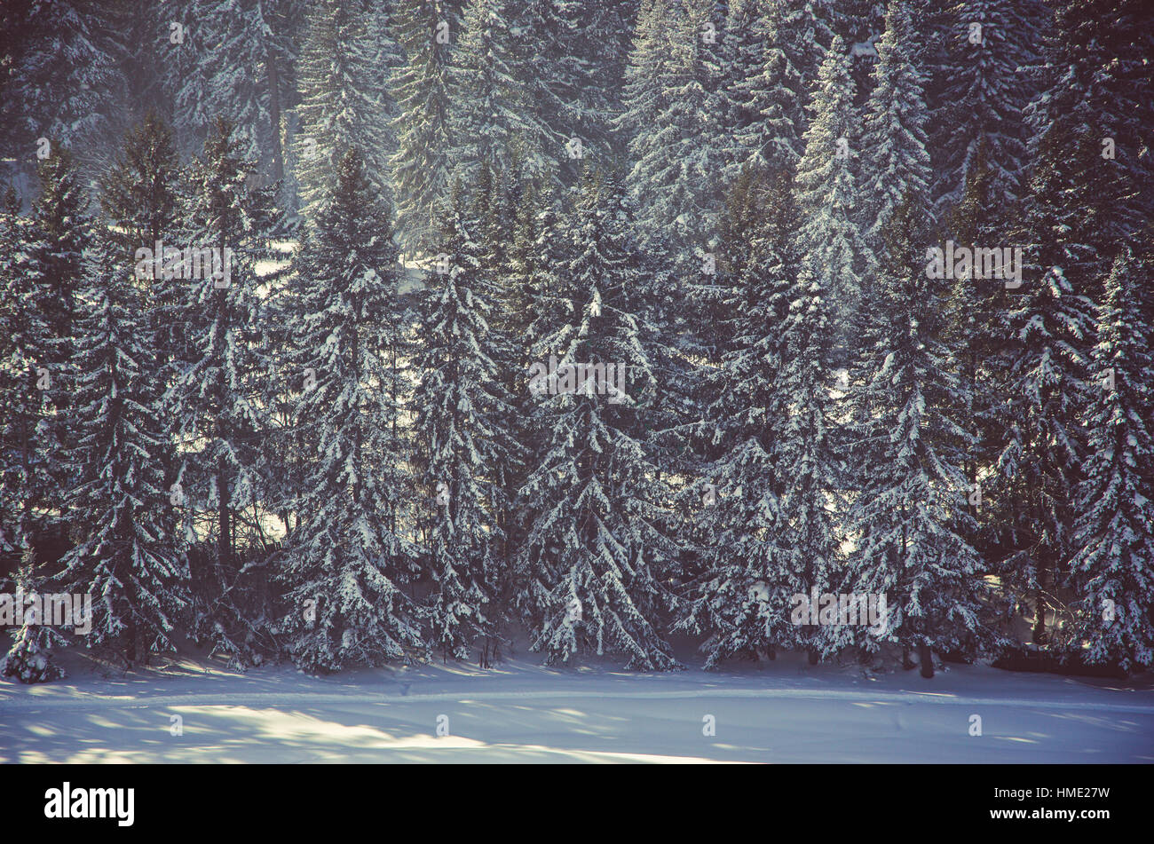 thick fog covered with thick coniferous forest. forest with a bird's ...