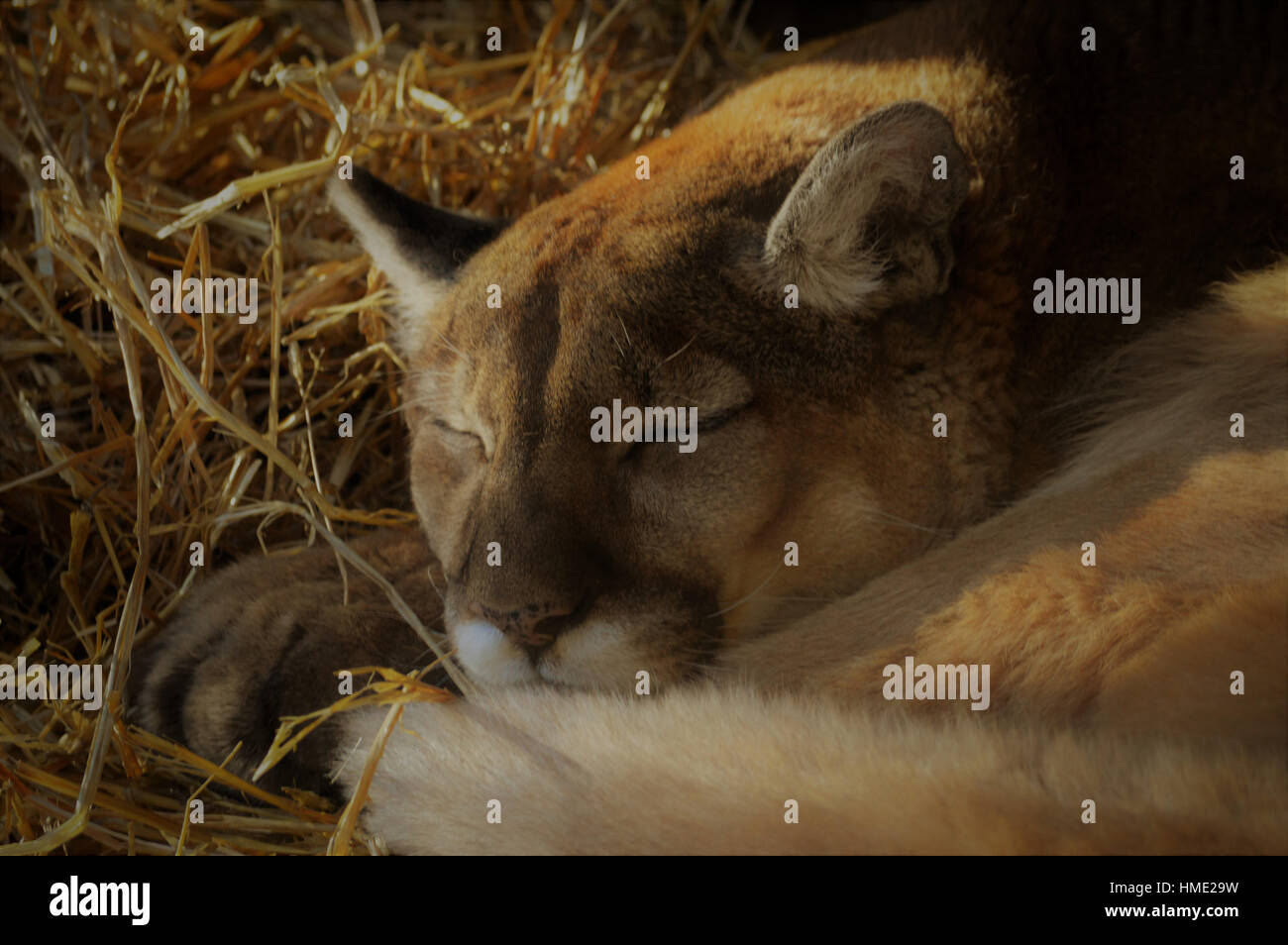 Puma face portrait hi-res stock photography and images - Alamy