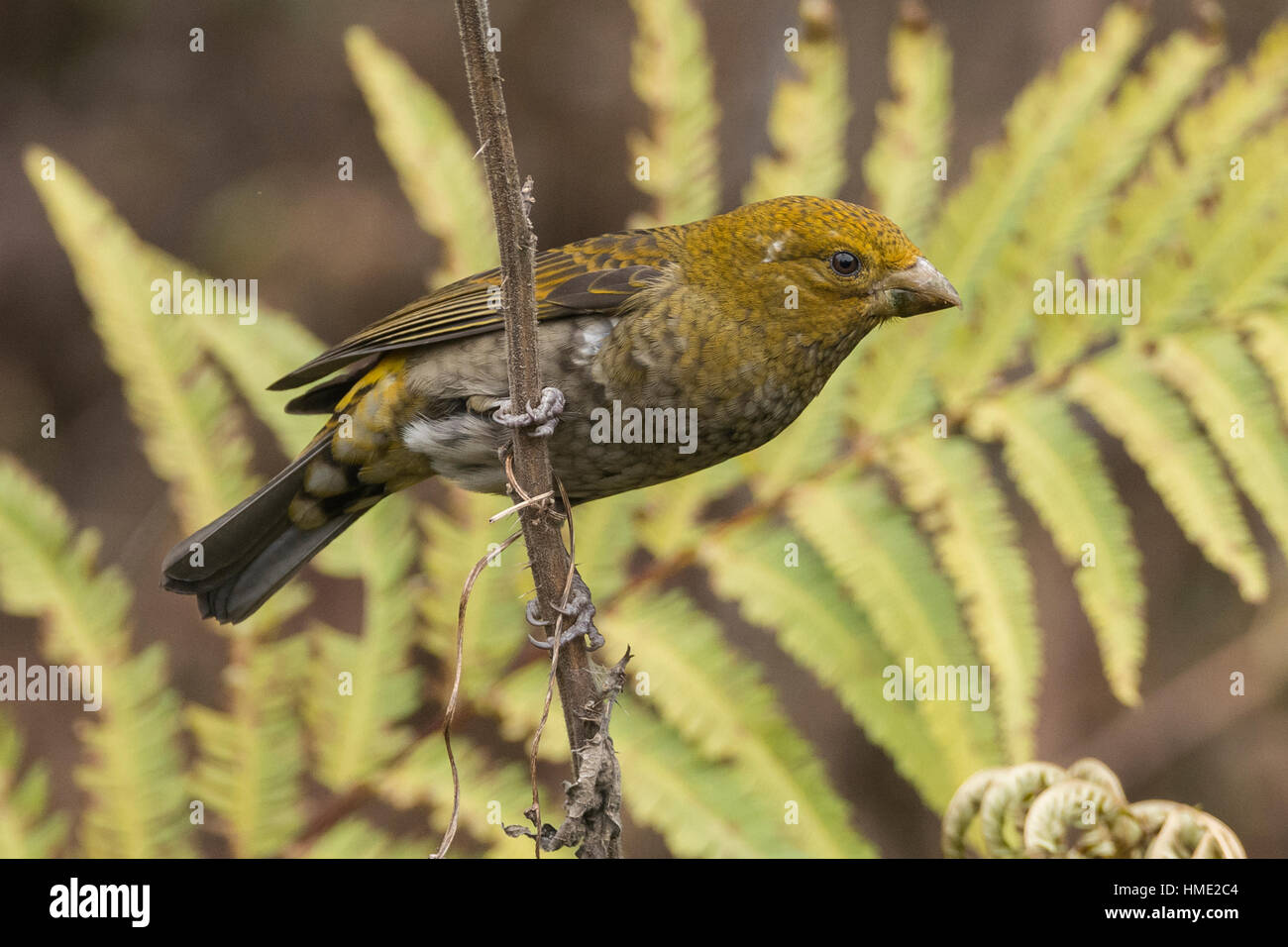 Female bird finch passerine hi-res stock photography and images - Alamy