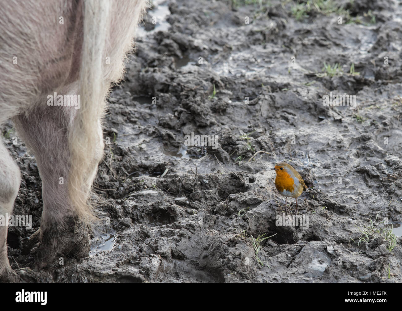 Muddy farmyard hi-res stock photography and images - Alamy