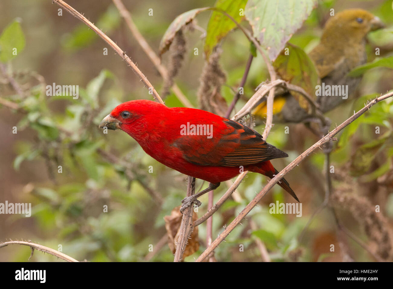 Male Scarlet finch (Carpodacus sipahi) at Uttarakhand, India Stock ...