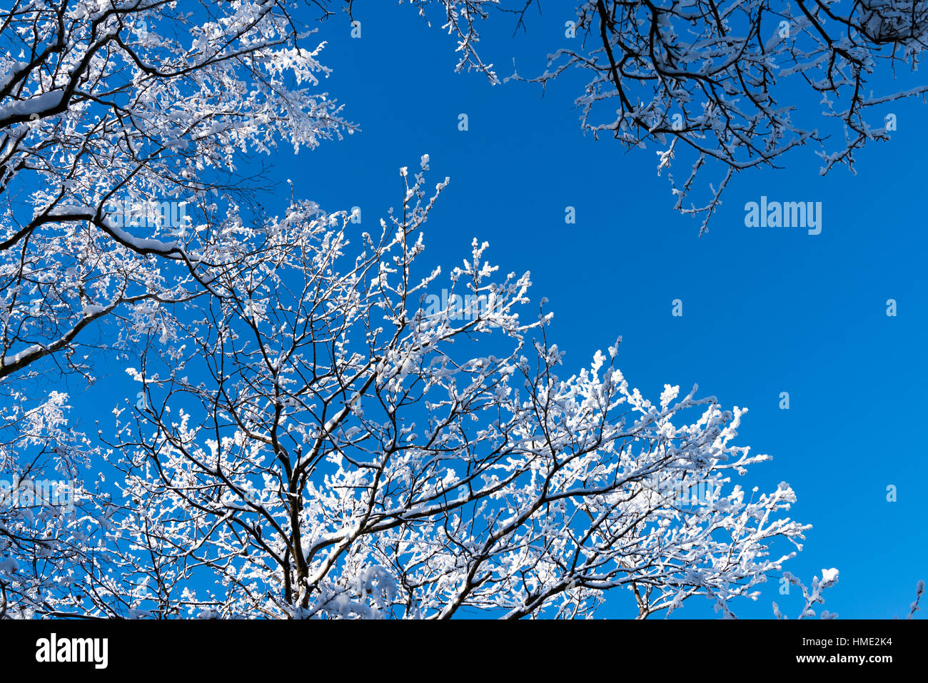 Snow covered tree branches against deep blue sky Stock Photo - Alamy