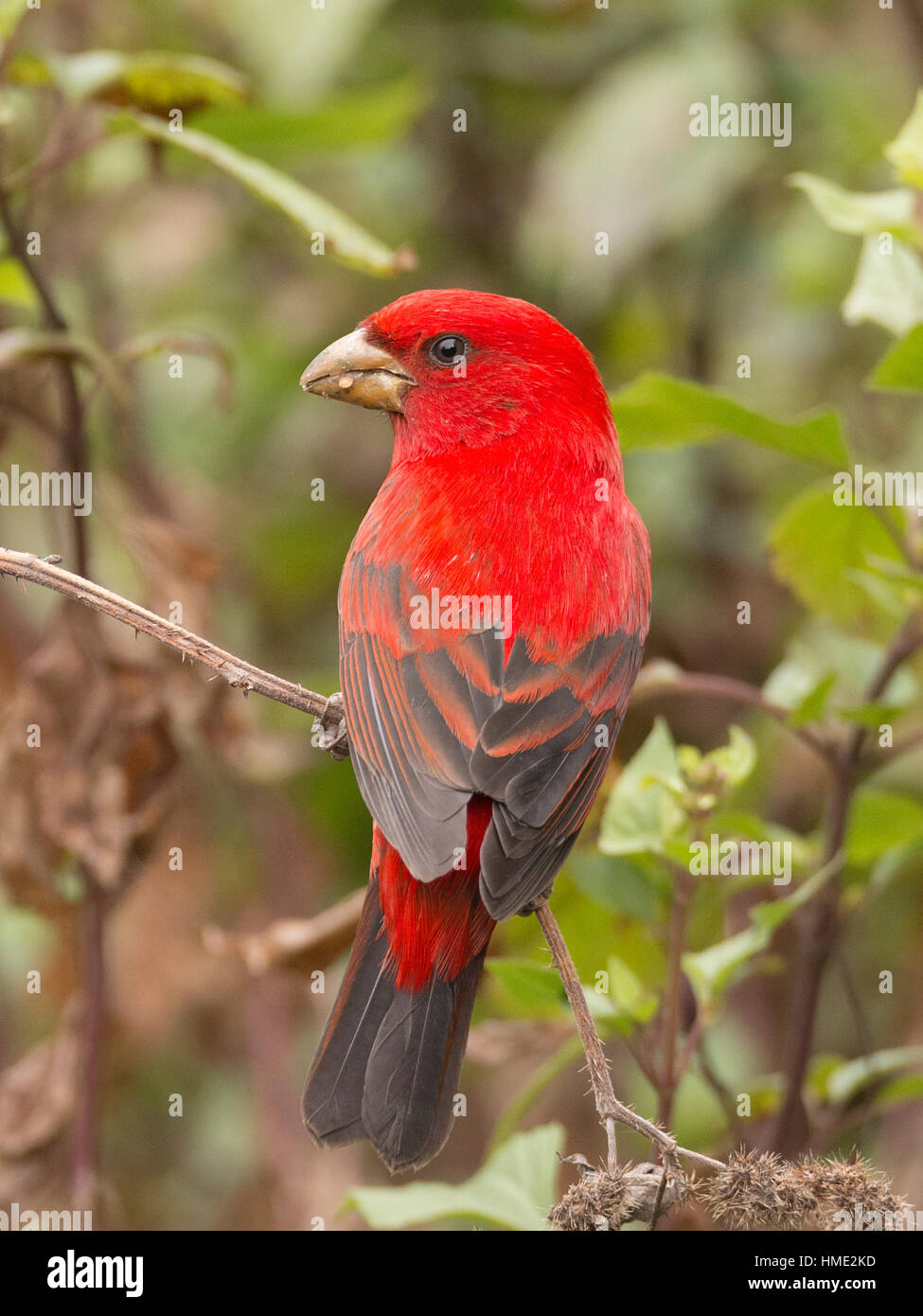 Male Scarlet finch (Carpodacus sipahi) at Uttarakhand, India Stock ...