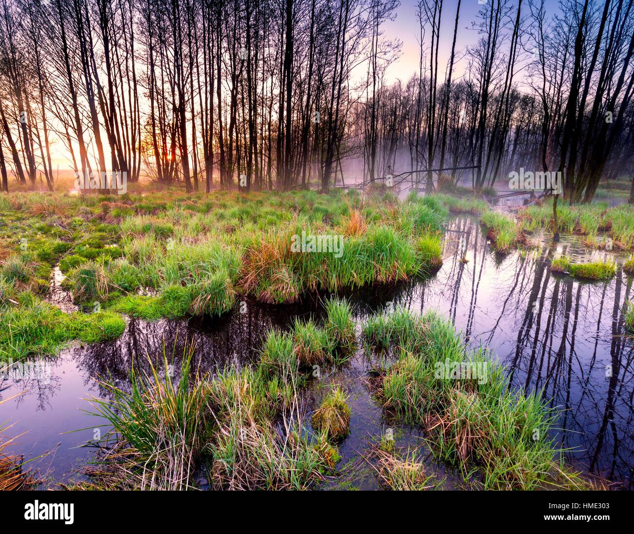 Sunrise over beautiful spring wetlands in Poland. Natural wild ...