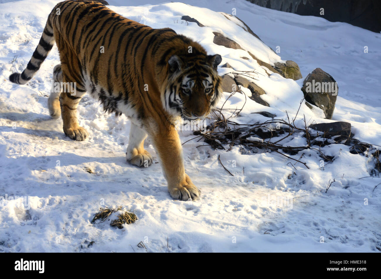 Tiger walking in the snow Stock Photo - Alamy