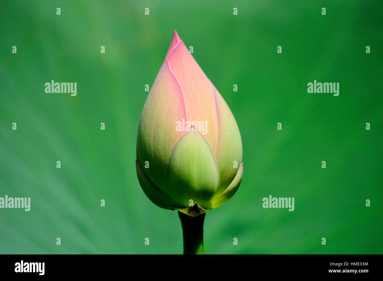 A single unopened lotus flower bloom against a green background in a ...