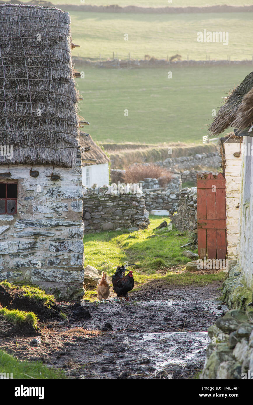 Farmyard at Cregneash, Isle of Man Stock Photo - Alamy