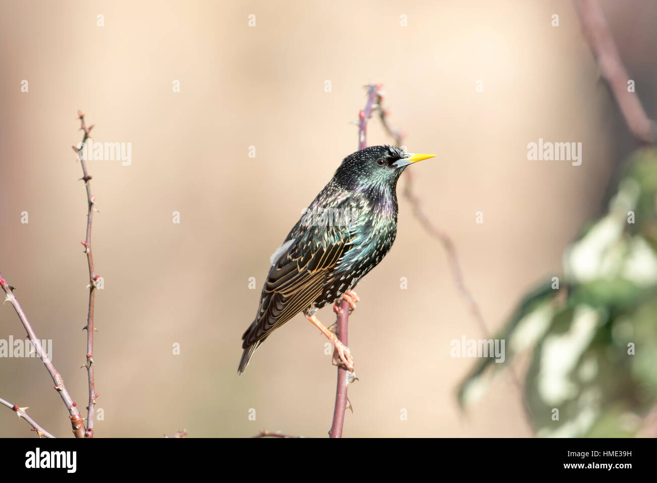 Male common starling bird sturnus hi-res stock photography and images ...