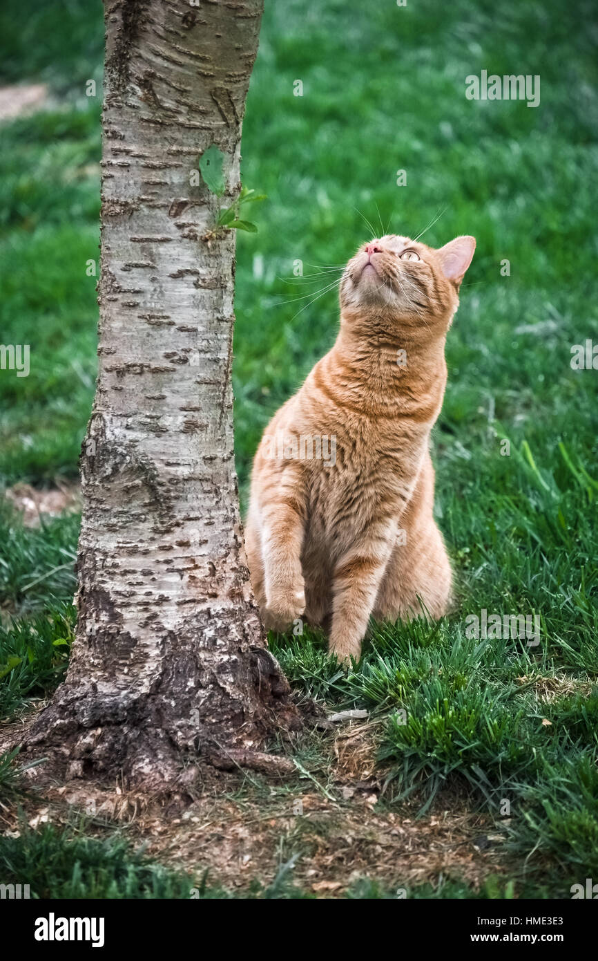 Orange cat looking up tree at birds Stock Photo - Alamy