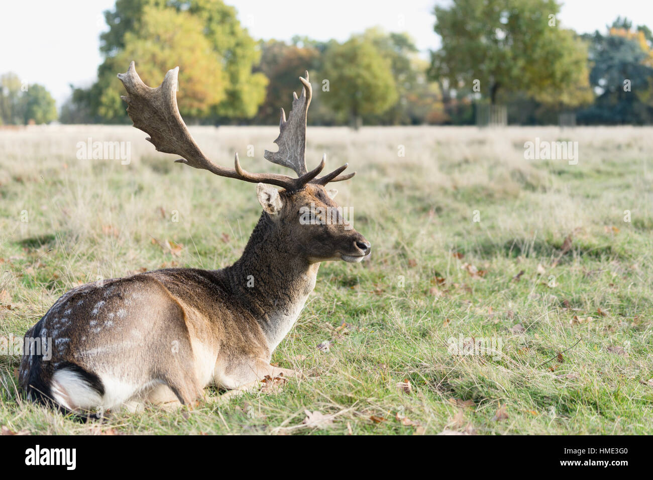 Deer sitting in bushy park hi-res stock photography and images - Alamy