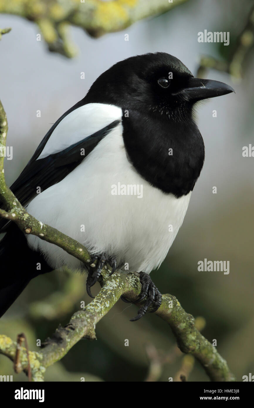 Eurasian Magpie or Common Magpie Pica pica close up portrait Stock ...