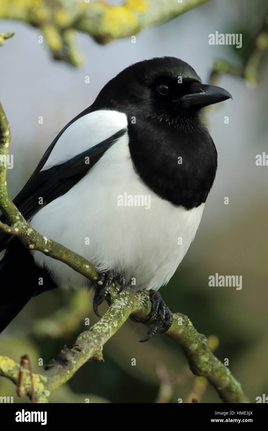 Eurasian Magpie or Common Magpie Pica pica close up portrait Stock ...