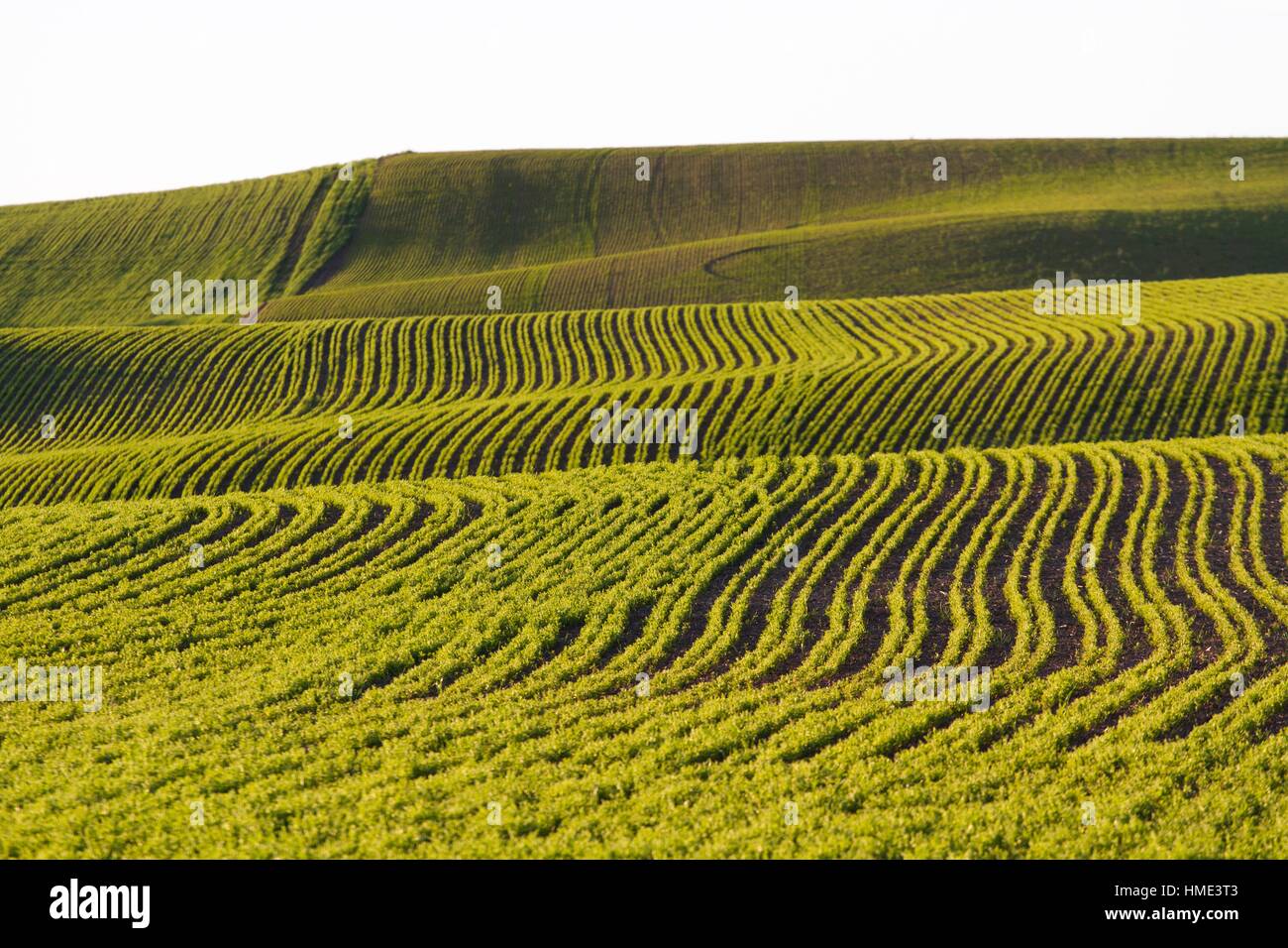 Lentils growing hi-res stock photography and images - Alamy
