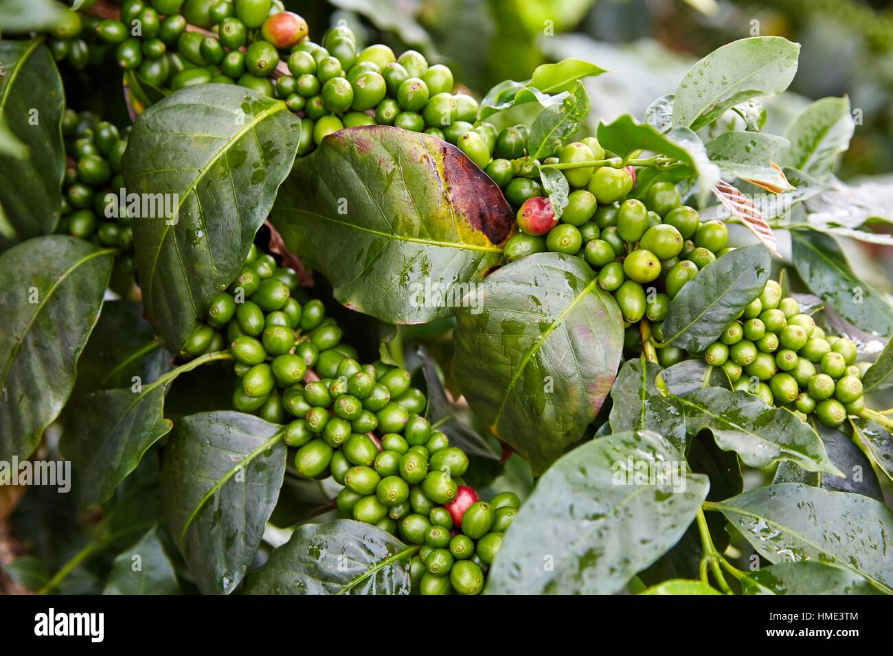 Cafetales colombia hi-res stock photography and images - Alamy