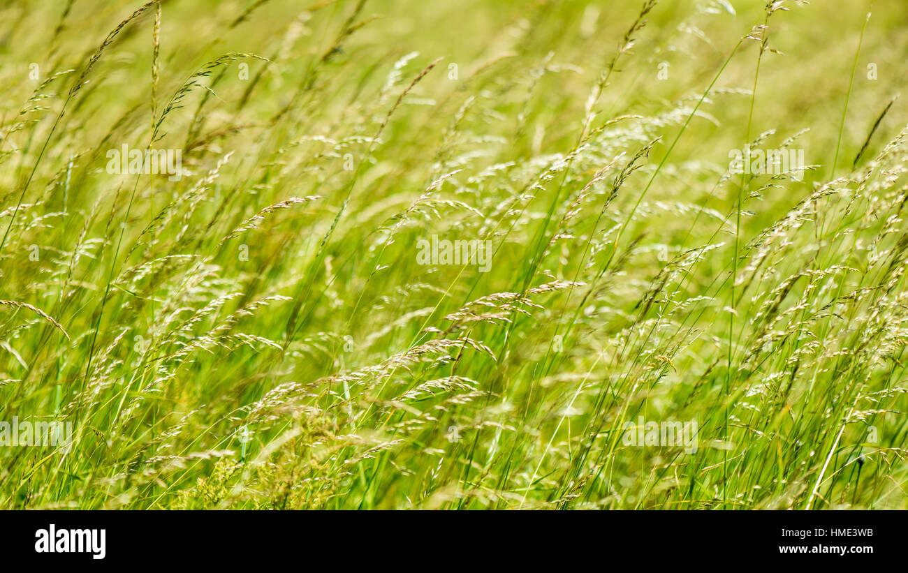 Green spring foliage in country with flowers and water drops Stock ...