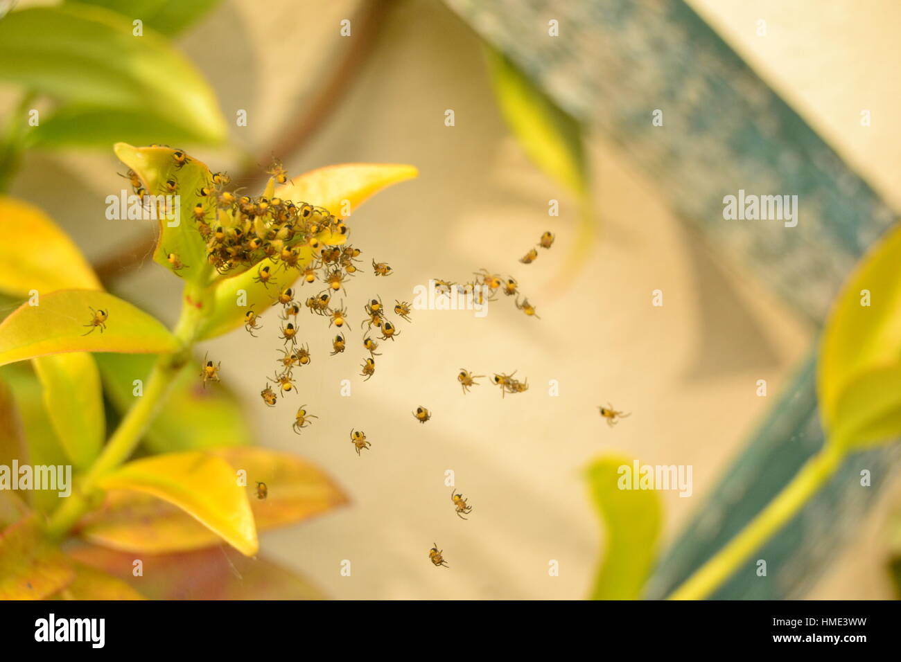 Baby spiders crawling on a web and honeysuckle leaves Stock Photo - Alamy
