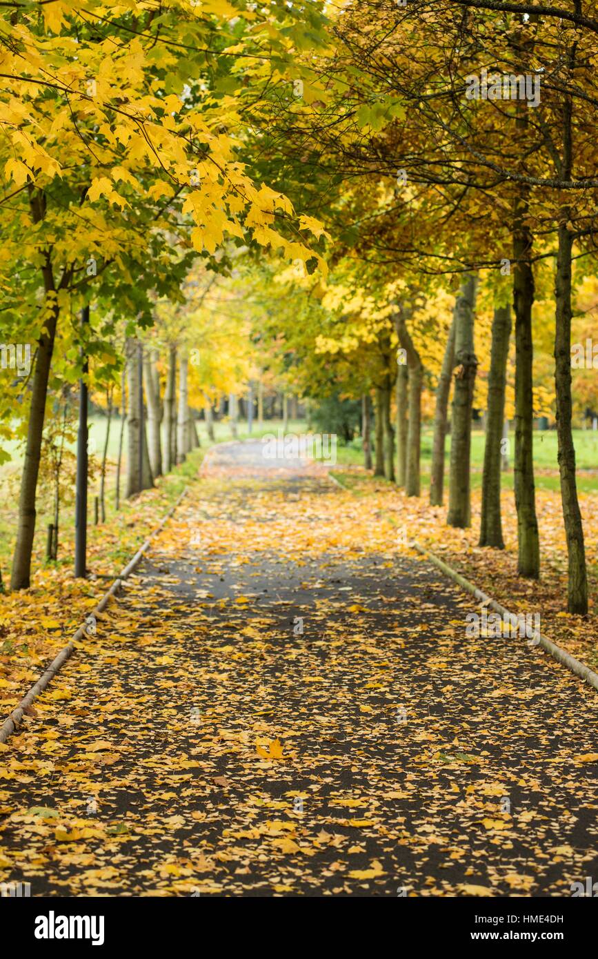 Carlow Town High Resolution Stock Photography and Images - Alamy
