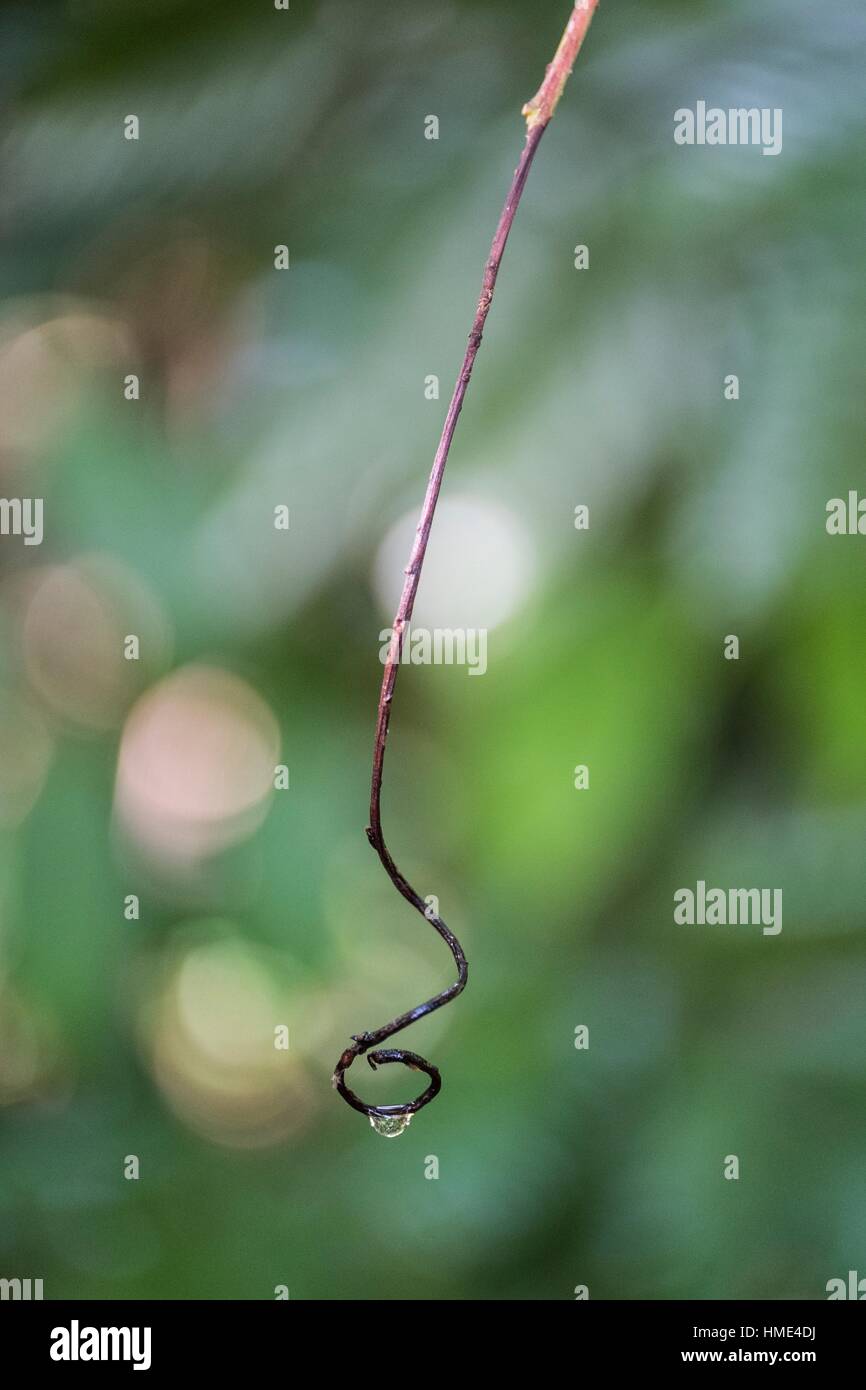 Grass creeper at Gunung Gading National Parks, Lundu, Sarawak, Malaysia ...