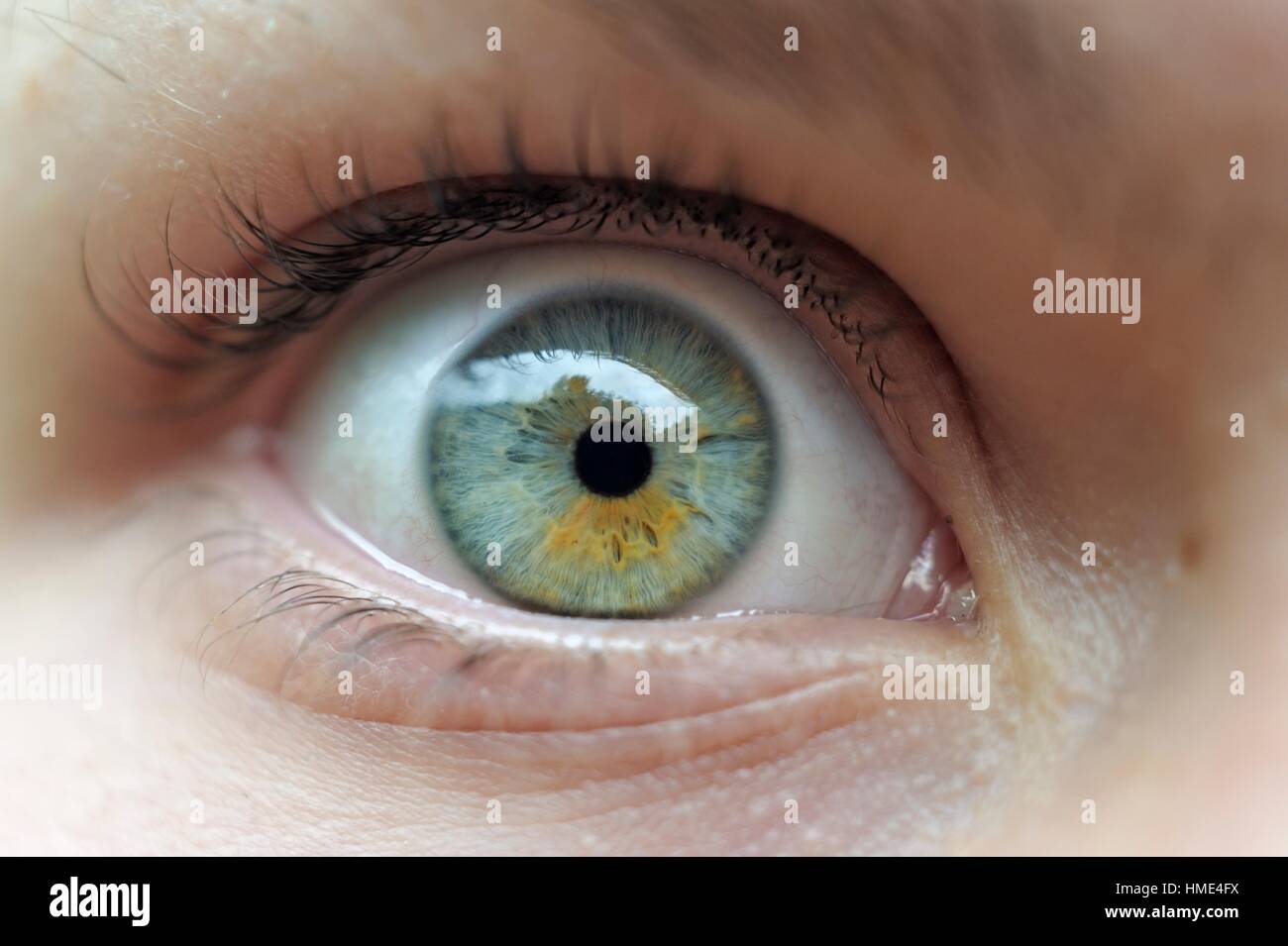 Heterochromia iridum hi-res stock photography and images - Alamy