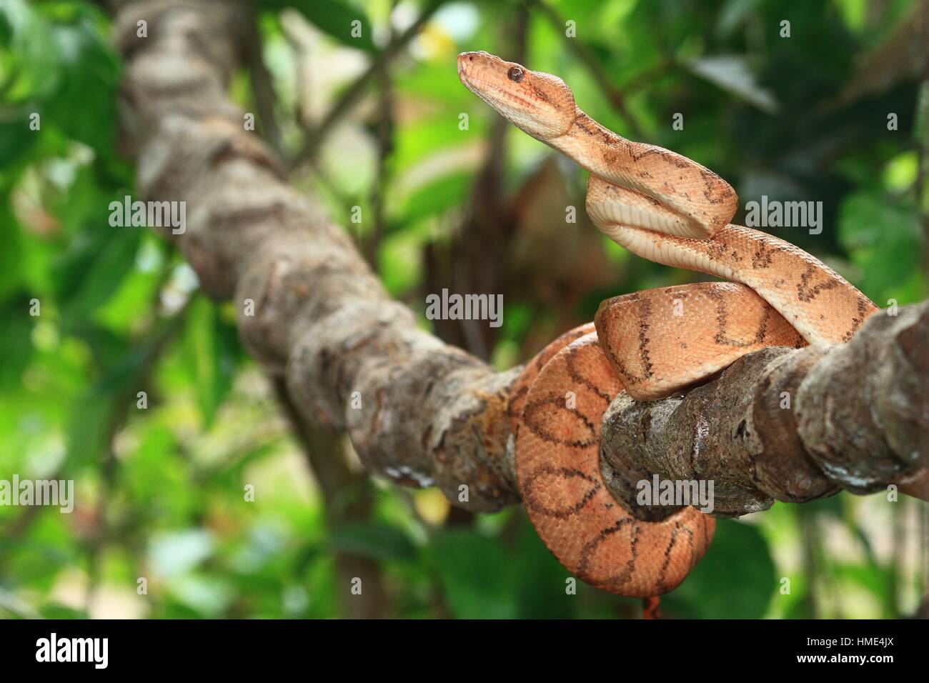 Volcan en selva hi-res stock photography and images - Alamy