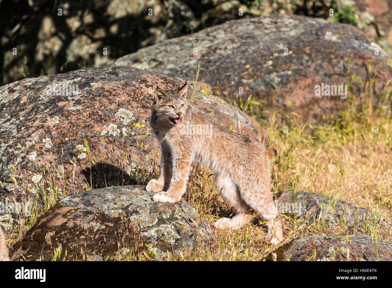 Canada lynx baby hi-res stock photography and images - Alamy