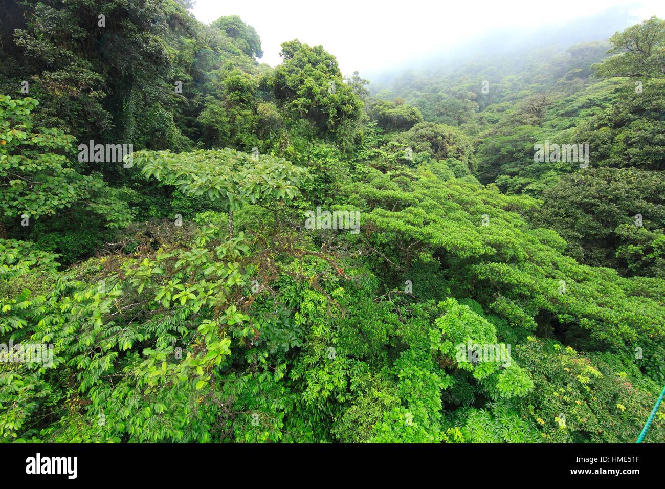 Selva verde reserve hi-res stock photography and images - Alamy