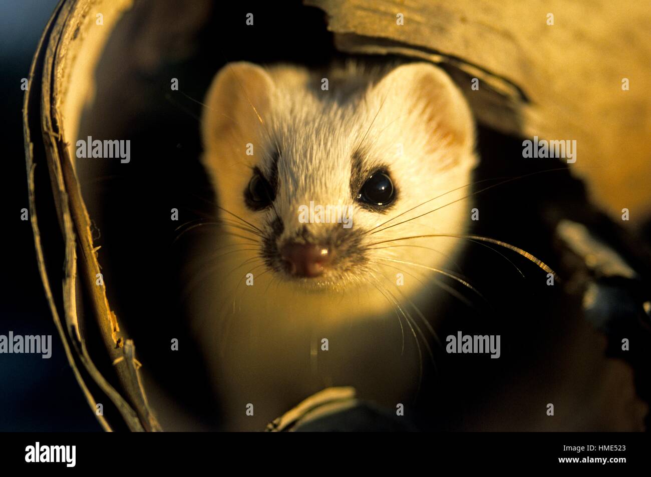Short tailed weasel white hi-res stock photography and images - Alamy