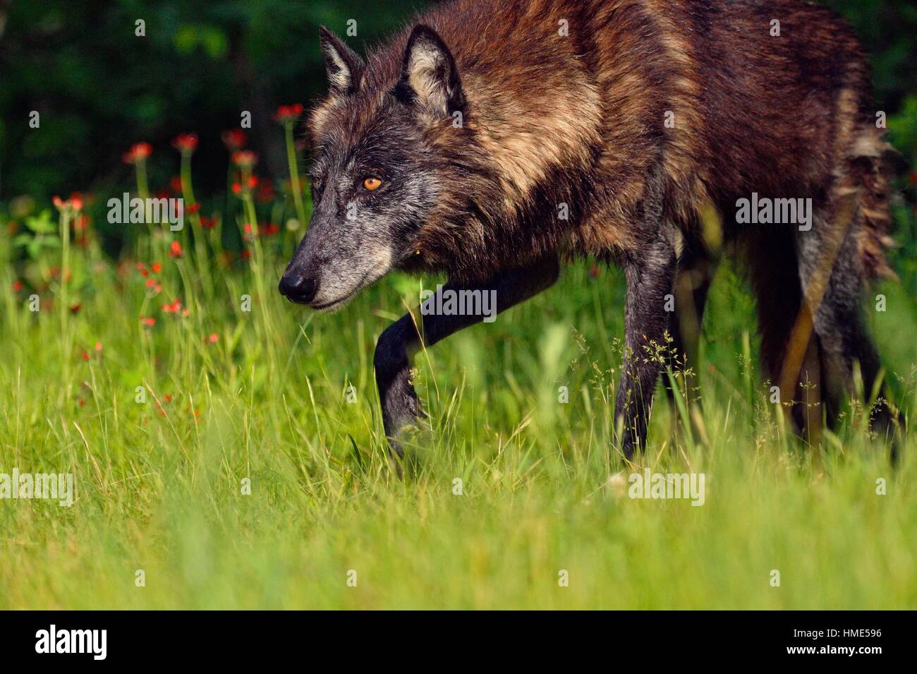 Melanistic Wolf