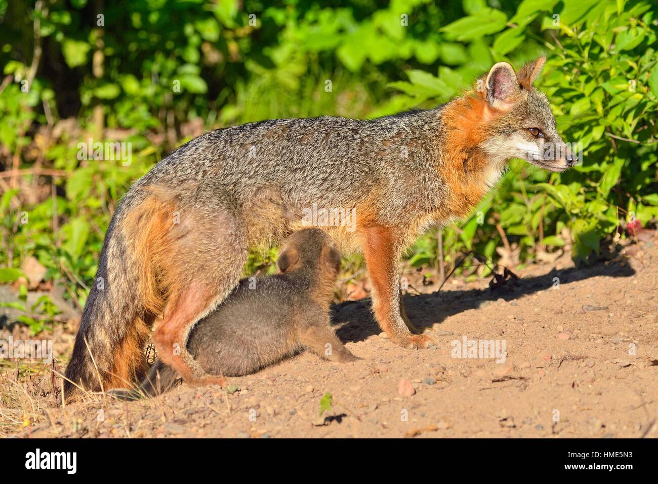 Grey Fox - (Urocyon cinereoargenteus) Mother interacting with kit ...