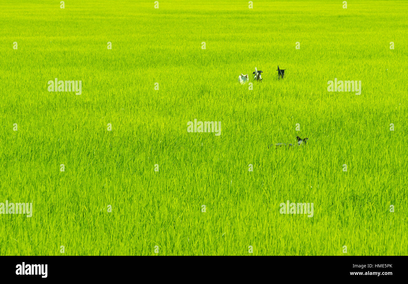 Running in rice field in hi-res stock photography and images - Alamy