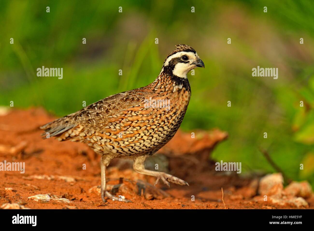 Bobwhite quail hi-res stock photography and images - Alamy