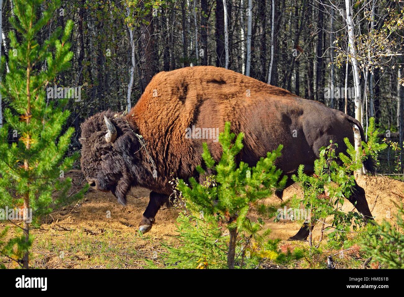 Wood buffalo bison alberta hi-res stock photography and images - Alamy