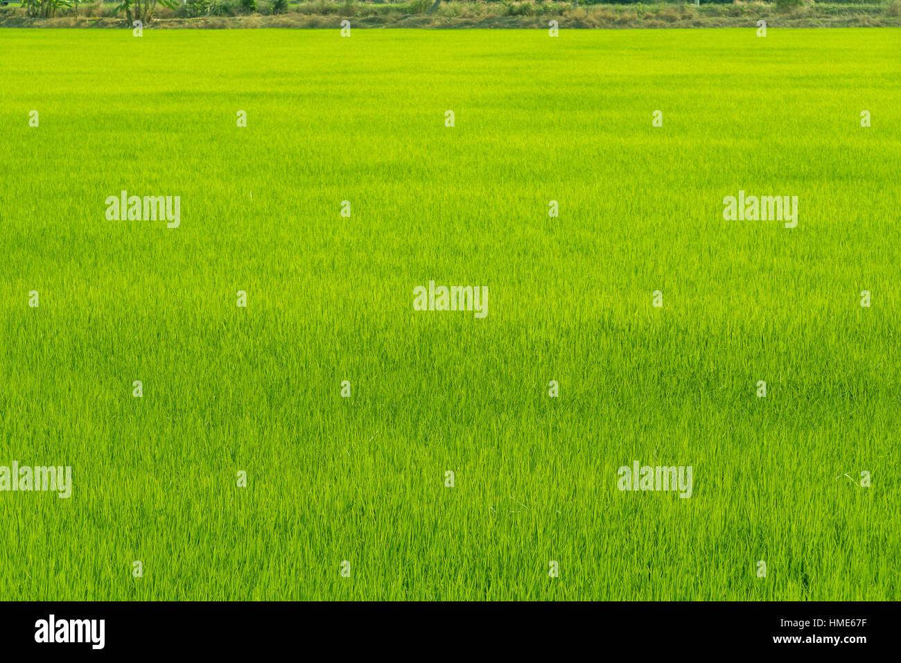 Green rice field background in rural scene of Thailand Stock Photo - Alamy