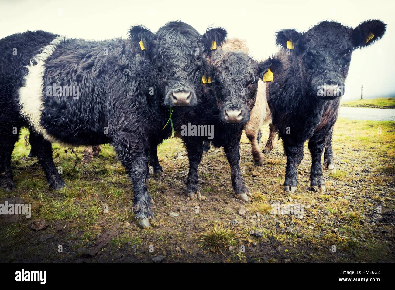 Belted Galloway Cows. North Yorkshire, England Stock Photo - Alamy