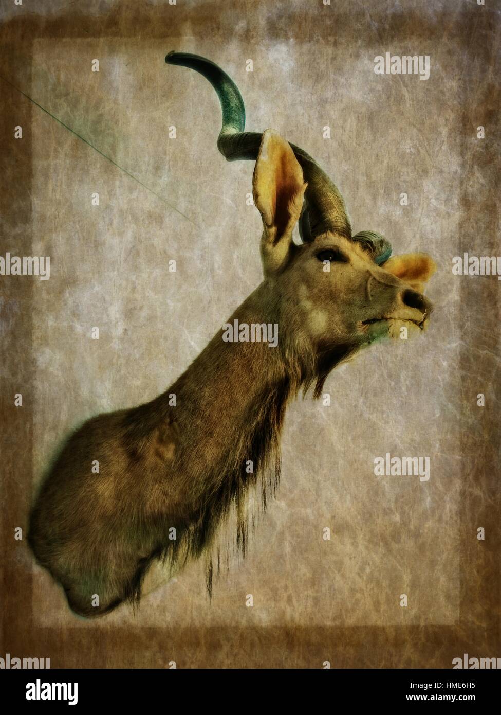 African Animal Head Trophy High Resolution Stock Photography and Images ...