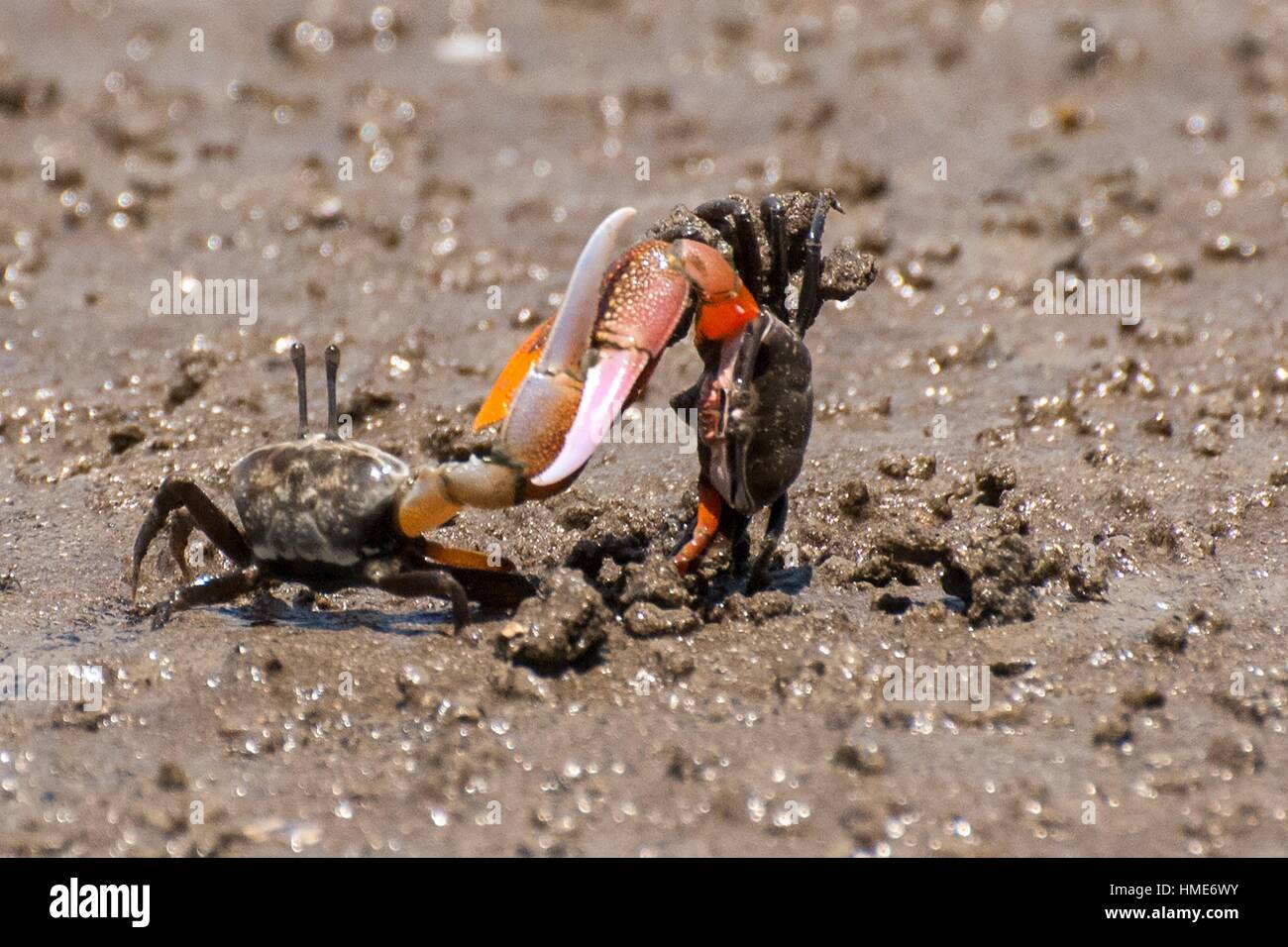 Crabs fighting hi-res stock photography and images - Alamy