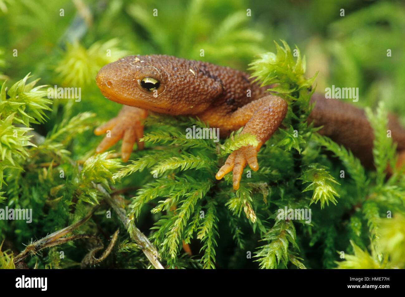 Rough Skinned Newt High Resolution Stock Photography and Images - Alamy
