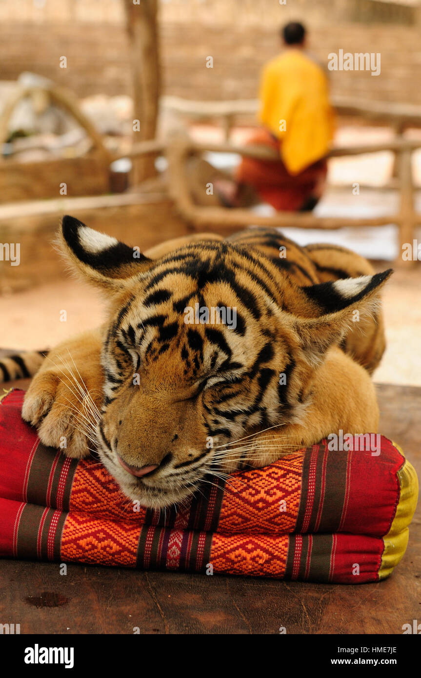 Tiger at the Buddhist Tiger temple near Kanchanaburi, Thailand Stock ...