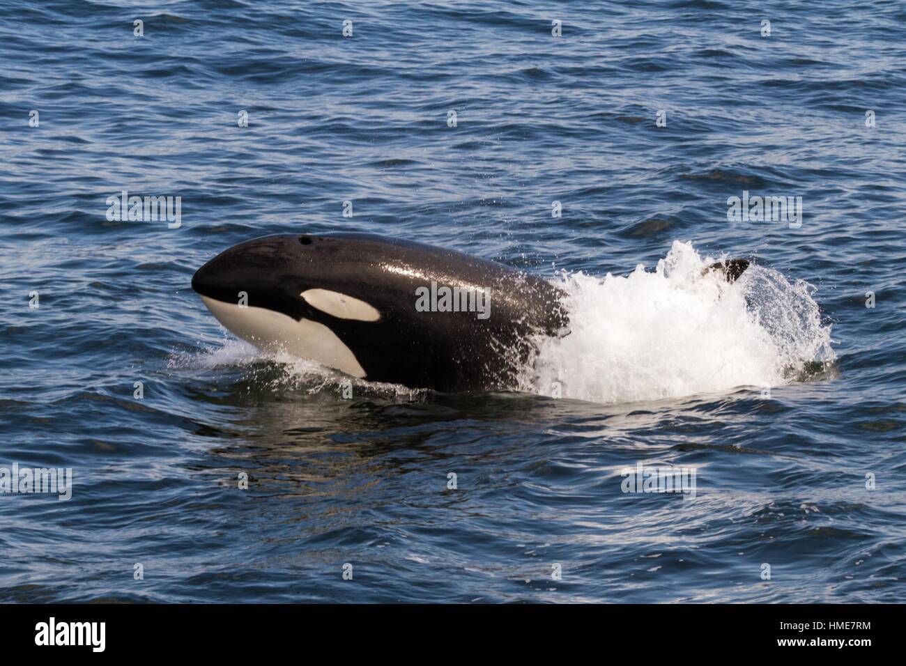 Killer Whale Jumping Out Of Water Chasing Dolphin