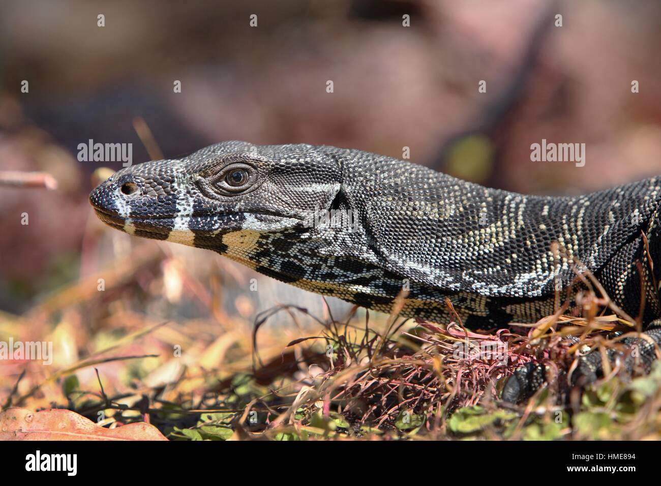 Lizard of cape hi-res stock photography and images - Alamy