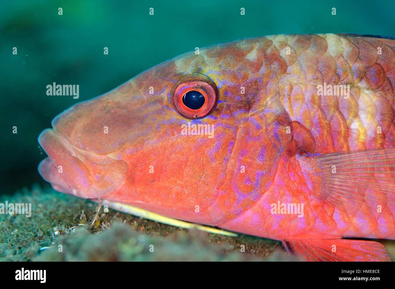 Multifasciatus High Resolution Stock Photography and Images - Alamy