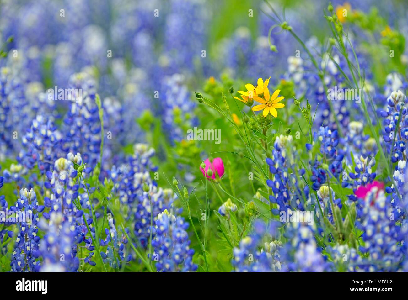 Bluebonnet lupine hi-res stock photography and images - Alamy