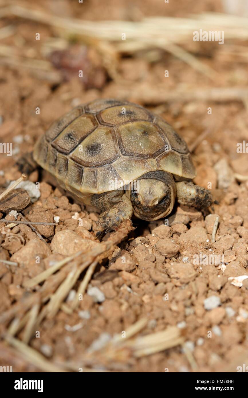 Tortugas terrestres hi-res stock photography and images - Alamy