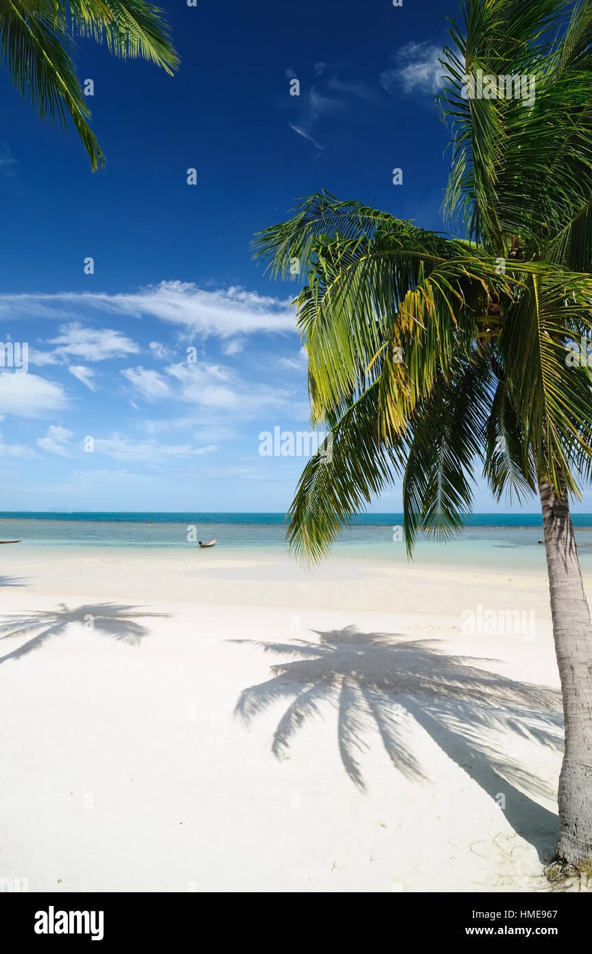 Tropical beach with coconut palm, Ko Pha-Ngan, Thailand Stock Photo - Alamy
