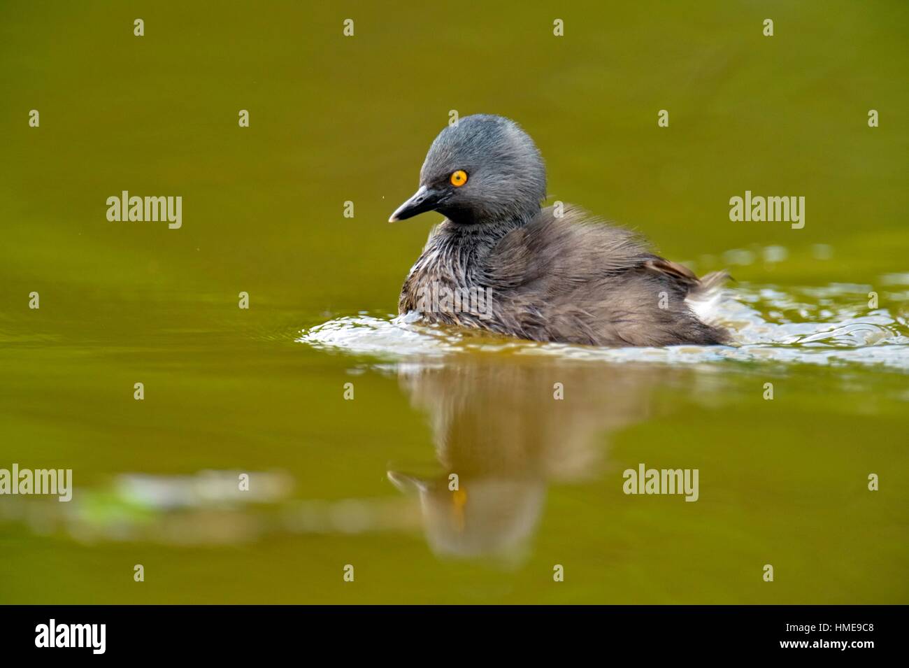 Least Grebe (Tachybaptus dominicus), Rio Grande City, Texas, USA Stock ...