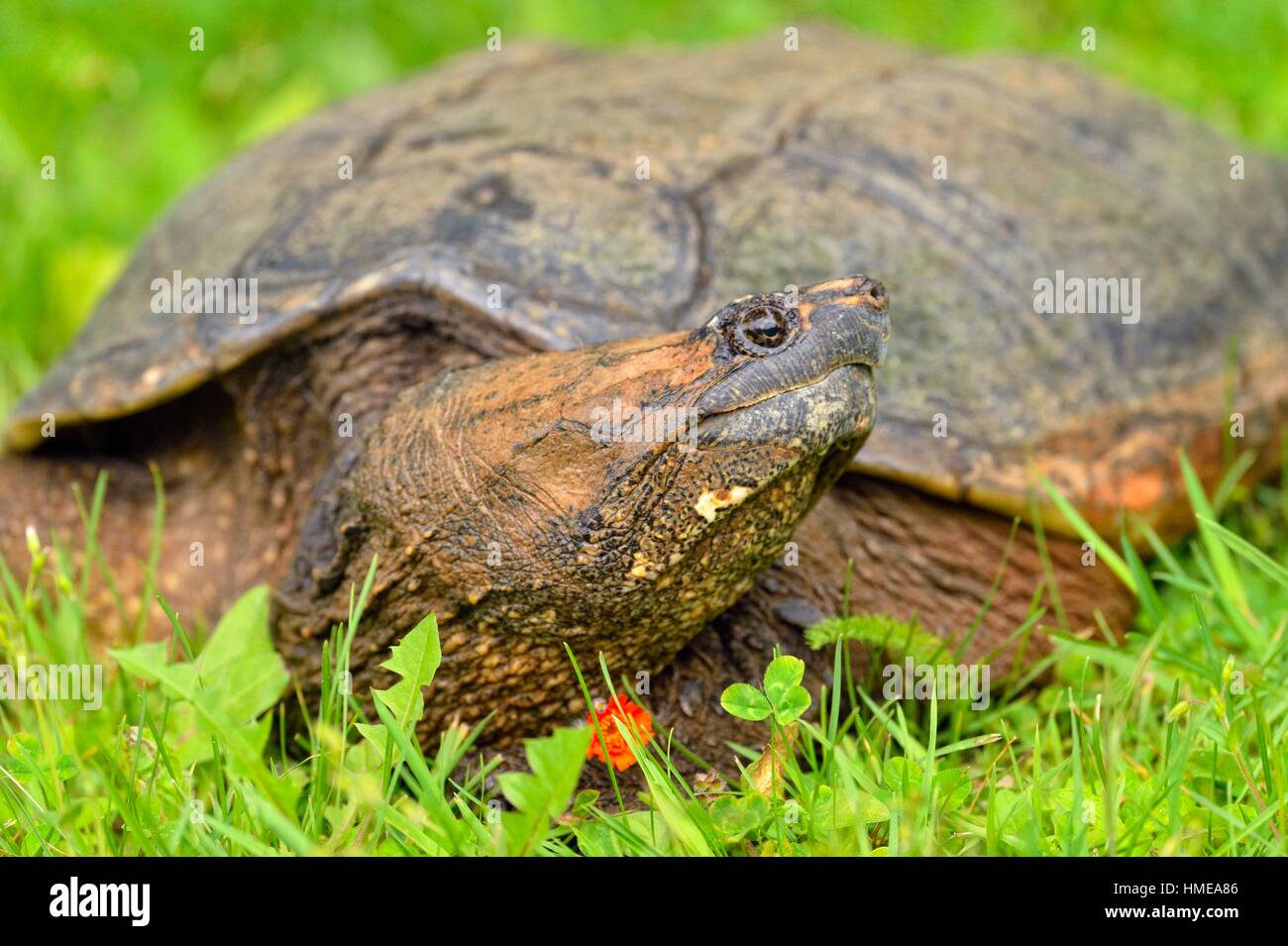 Snapping turtle close up image hi-res stock photography and images - Alamy