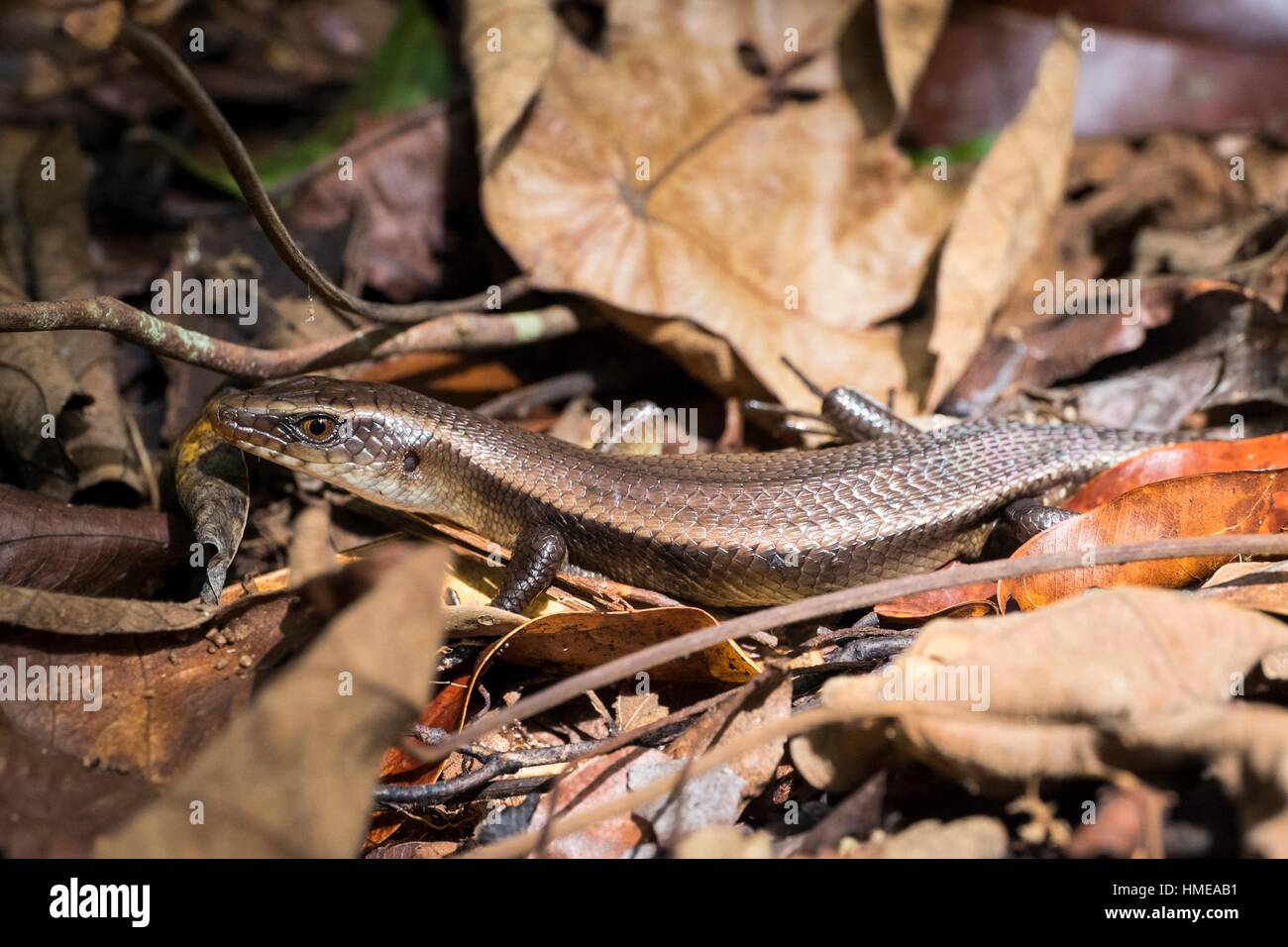 New world lizards hi-res stock photography and images - Alamy
