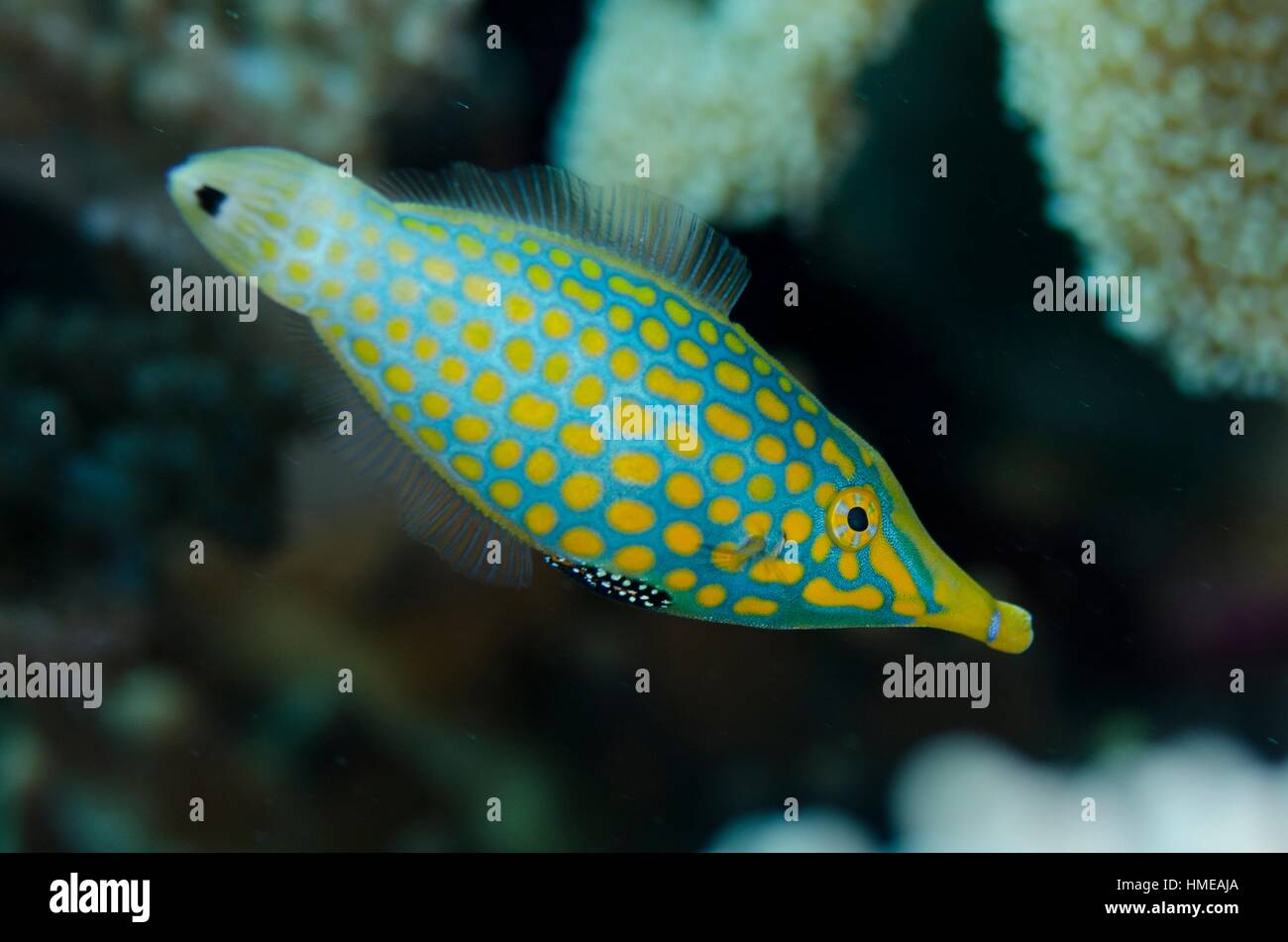 Longnose Filefish High Resolution Stock Photography and Images - Alamy