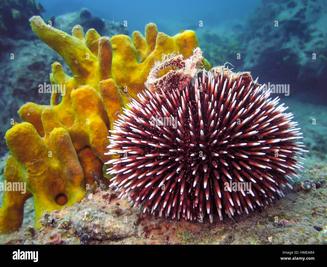 Underwater photo of Purple Sea Urchin in natural habitat the sea with ...