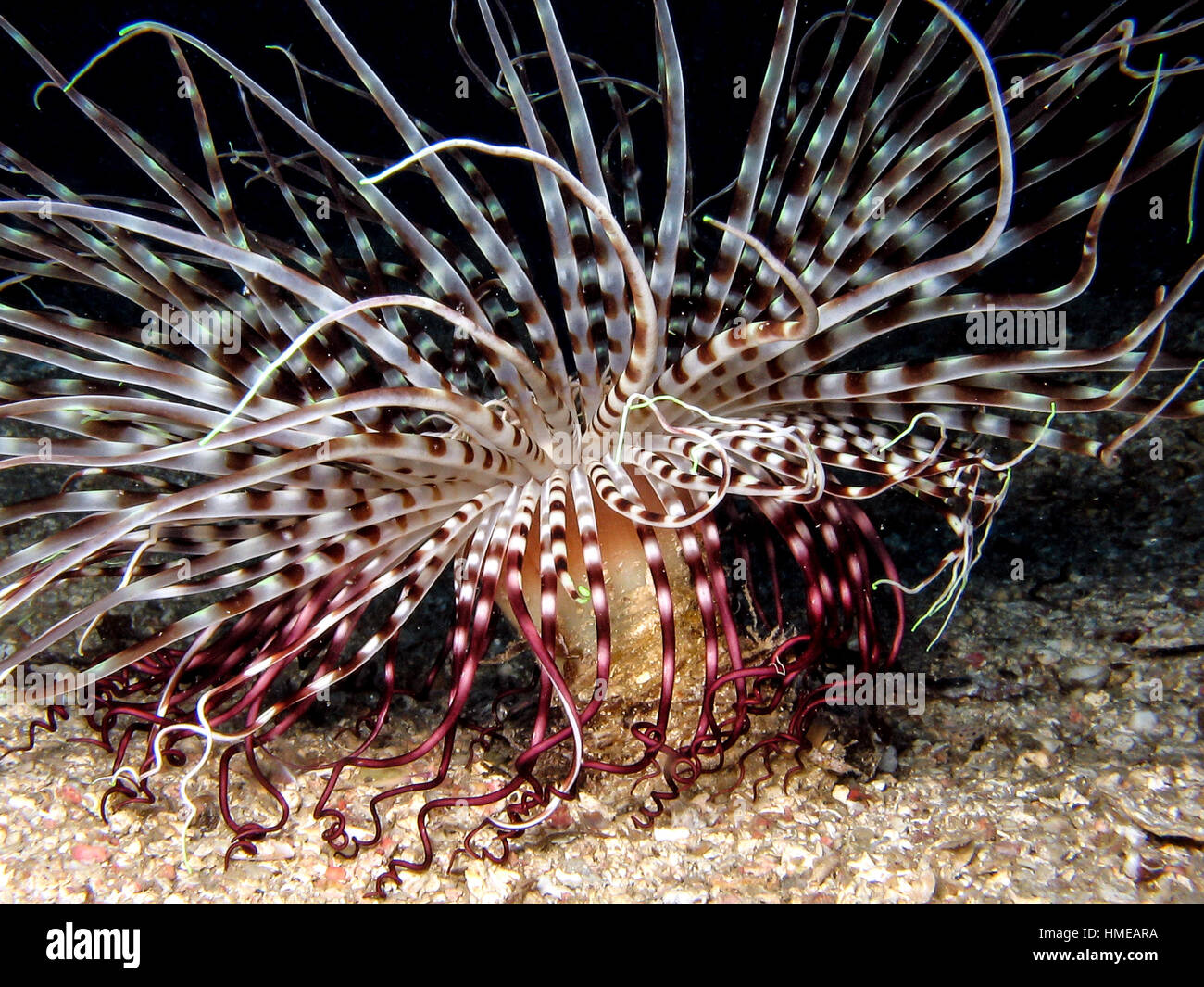 Cerianthus membranaceus, cylinder anemone coloured tube anemone Stock ...